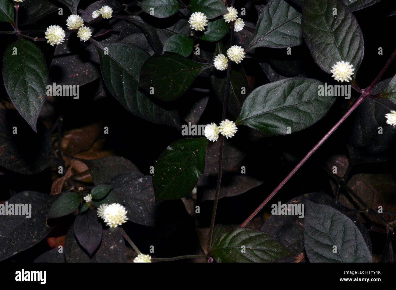Karnataka flower field hi-res stock photography and images - Alamy
