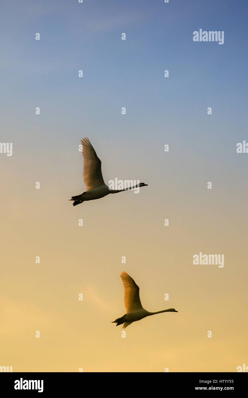 High flying swans hi-res stock photography and images - Alamy