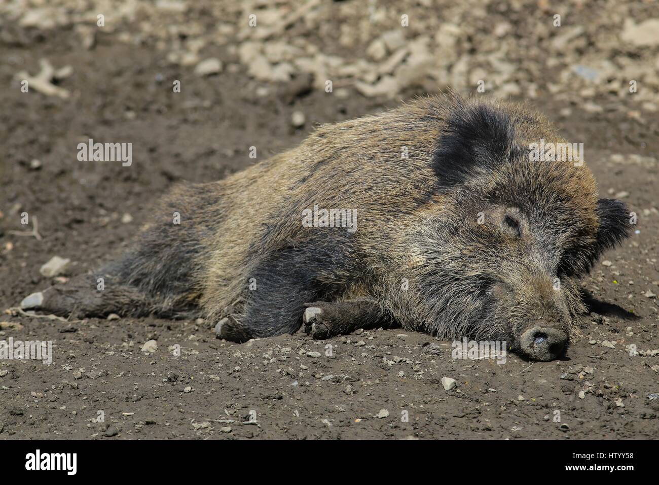 Resting boars hi-res stock photography and images - Alamy