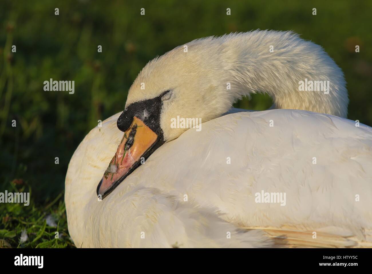 Resting swan cygnini hi-res stock photography and images - Alamy