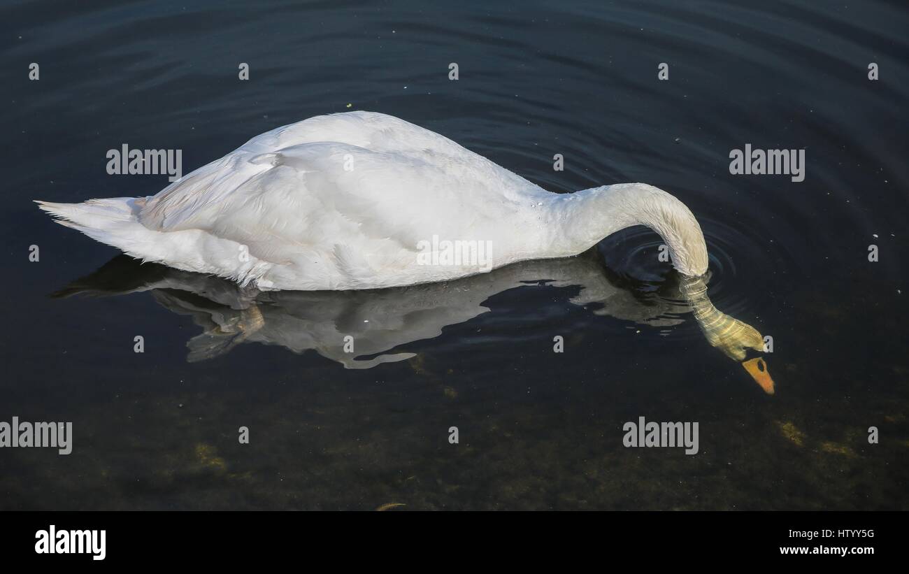 Mute swan eating food bird nature sea hi-res stock photography and ...