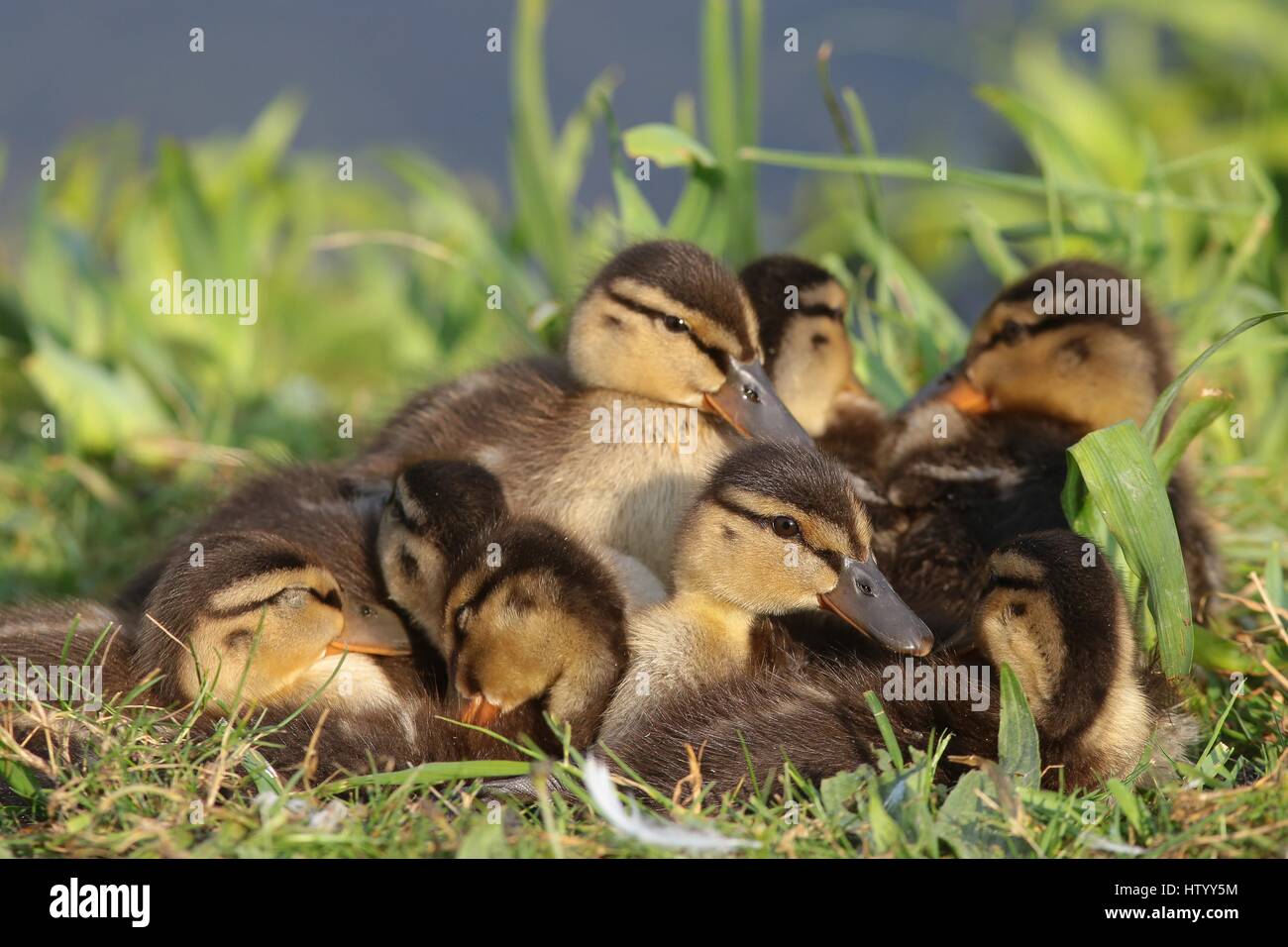 Group wild mallard ducks rests hi-res stock photography and images - Alamy