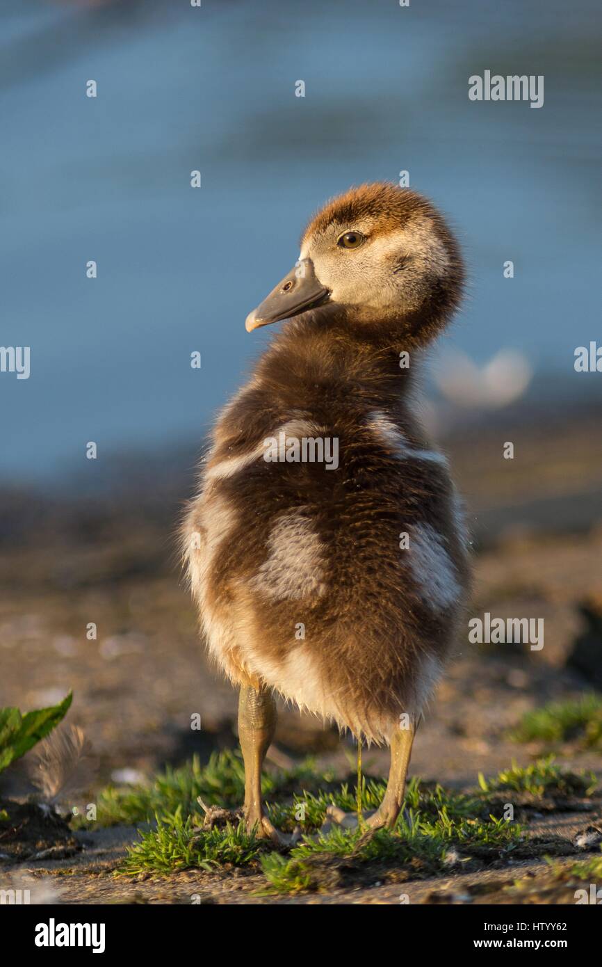 Back view of a goose hi-res stock photography and images - Alamy