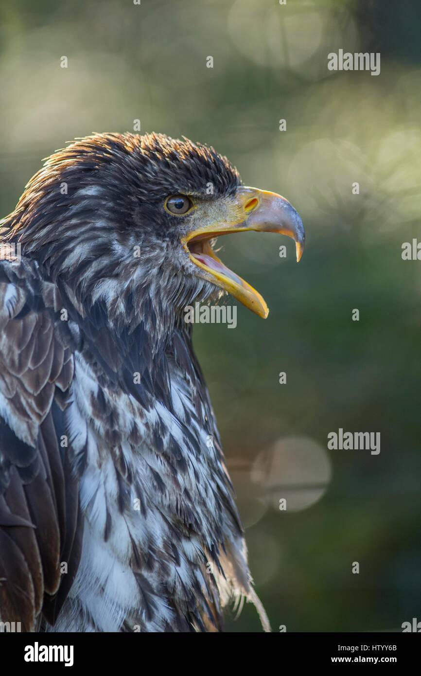 Bald eagle haliaeetus leucocephalus backlight hi-res stock photography and images - Alamy