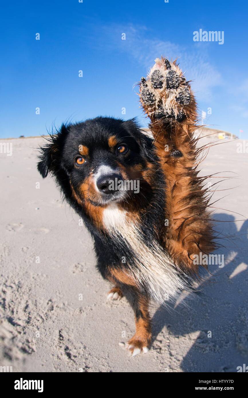 Australian shepherd giving paw hi-res stock photography and images - Alamy