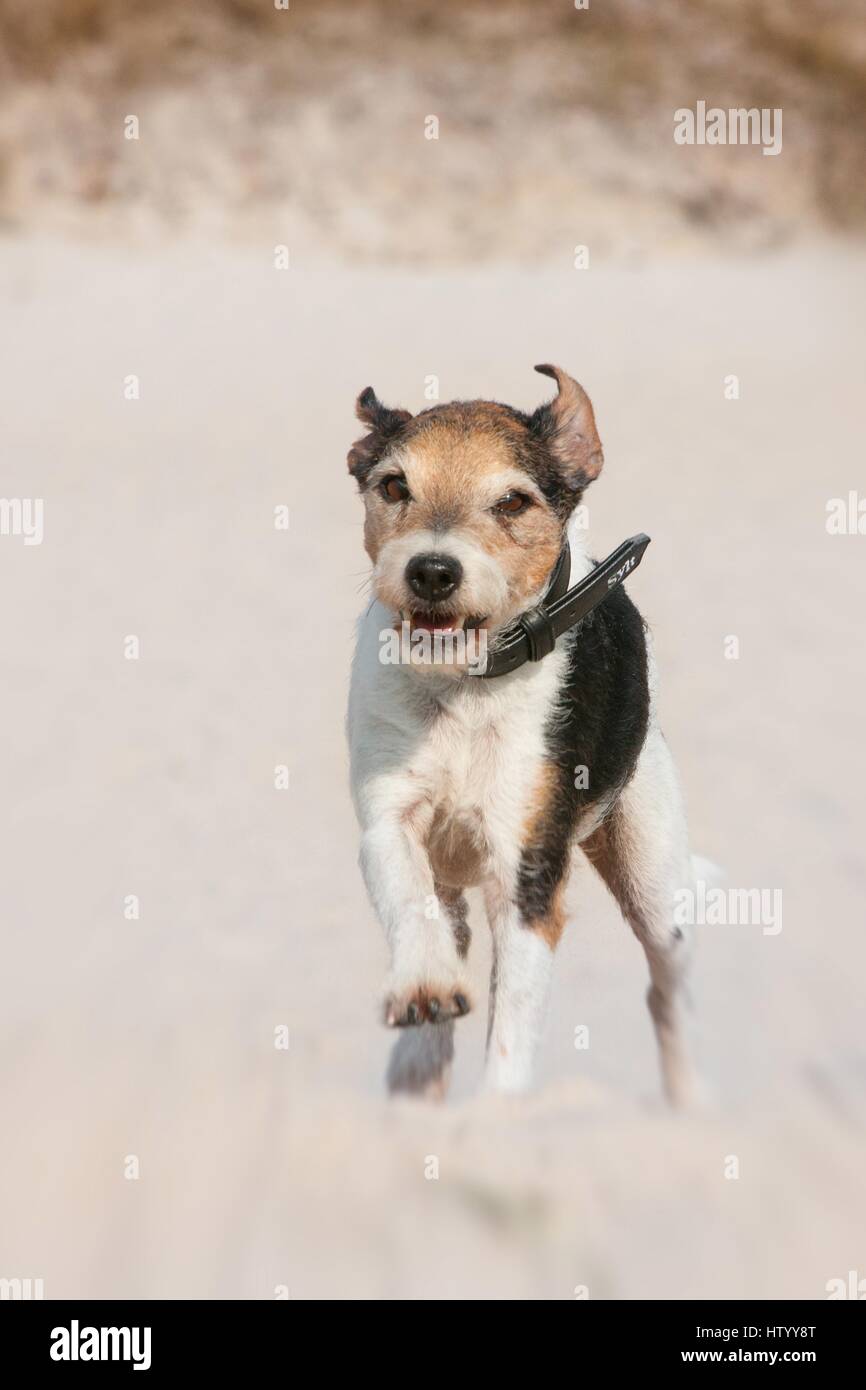 running Parson Russell Terrier Stock Photo - Alamy
