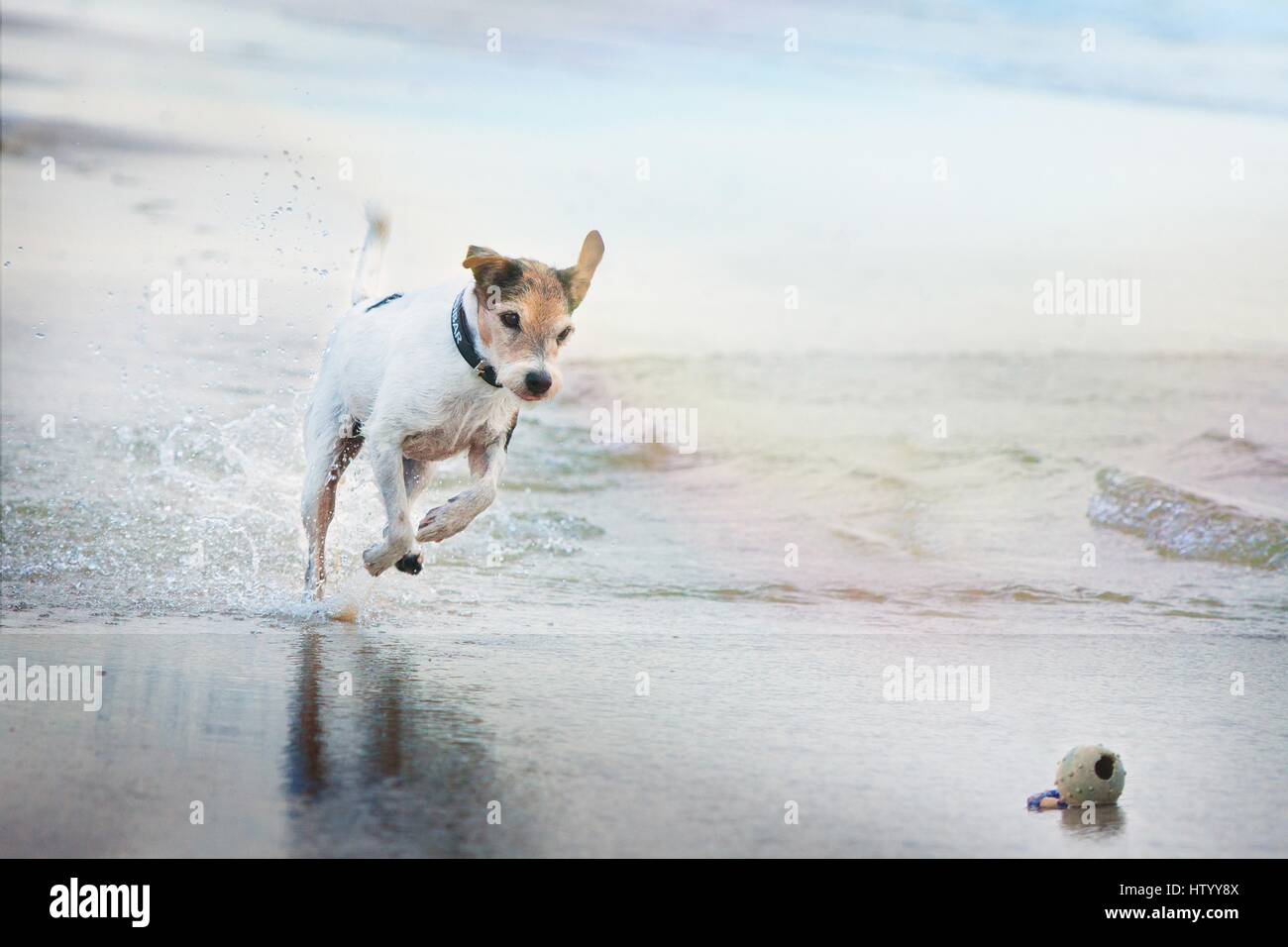 running Parson Russell Terrier Stock Photo - Alamy