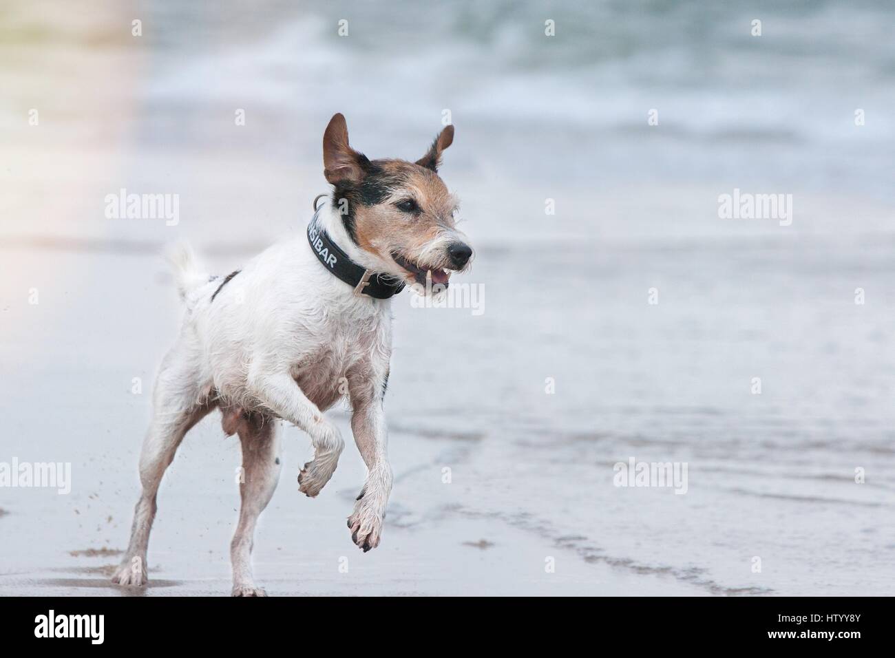 running Parson Russell Terrier Stock Photo - Alamy