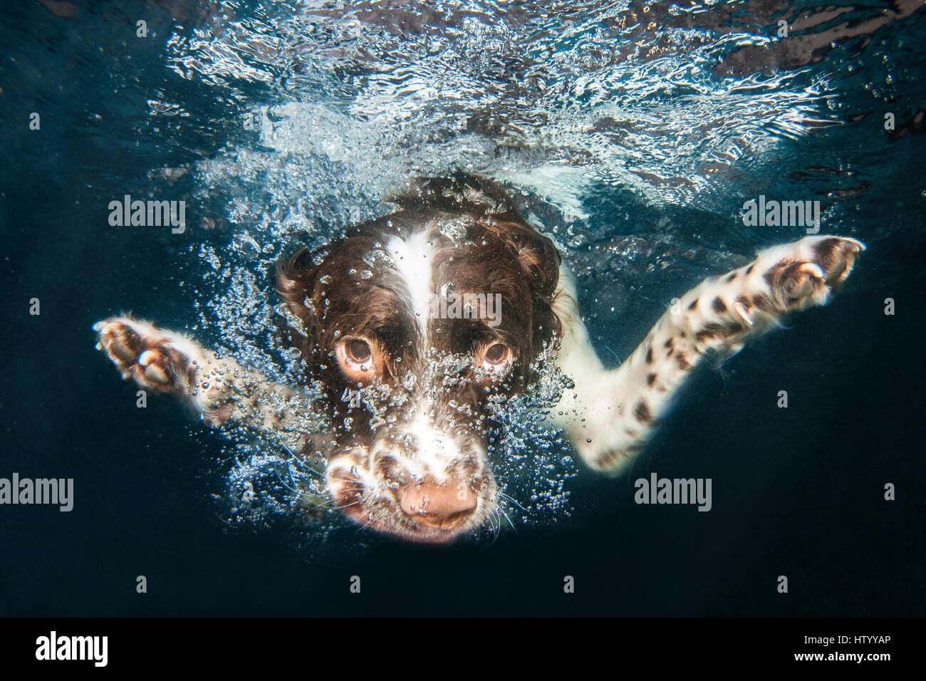 diving English Springer Spaniel Stock Photo - Alamy