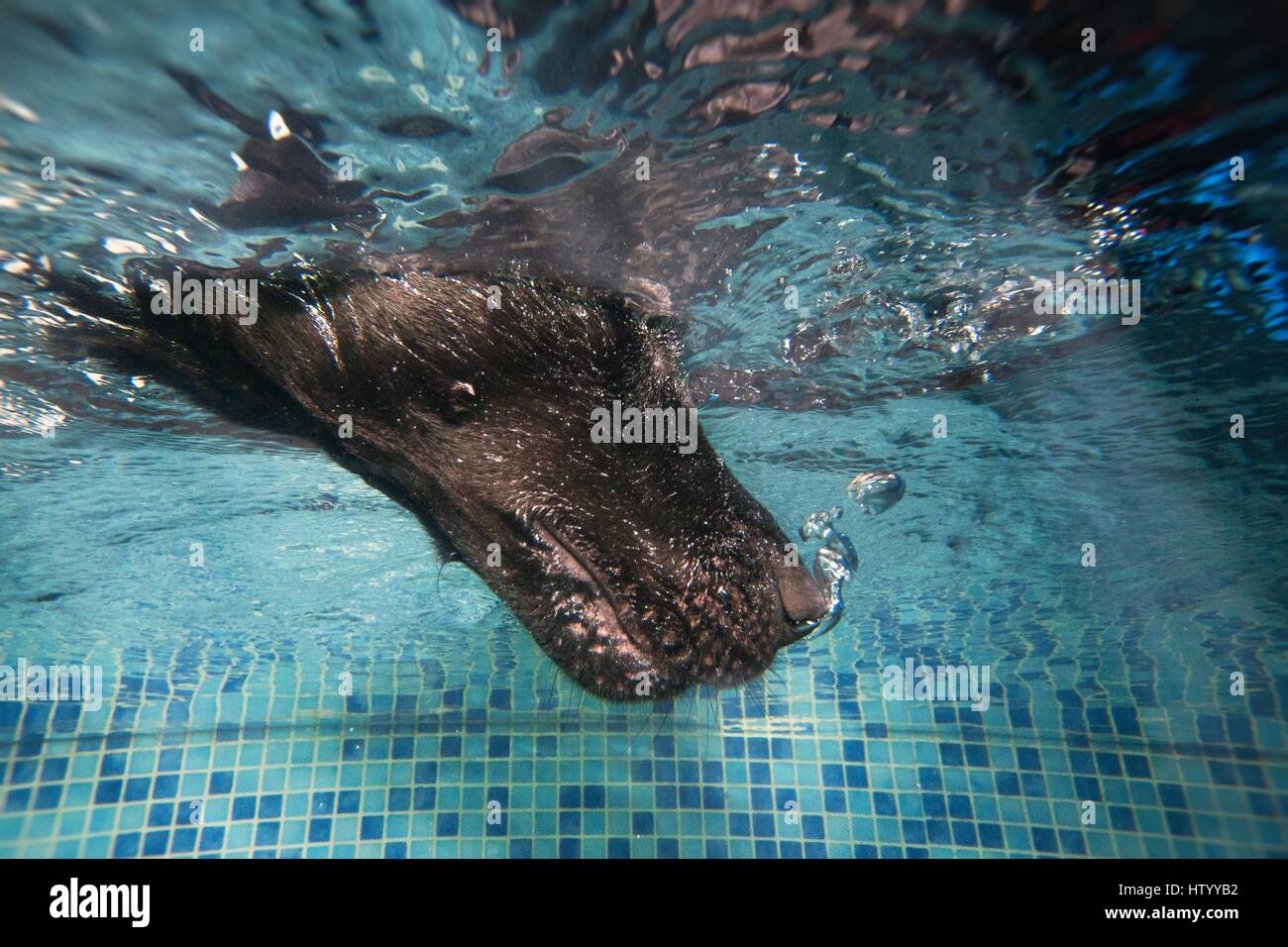 diving Labrador Retriever Stock Photo - Alamy