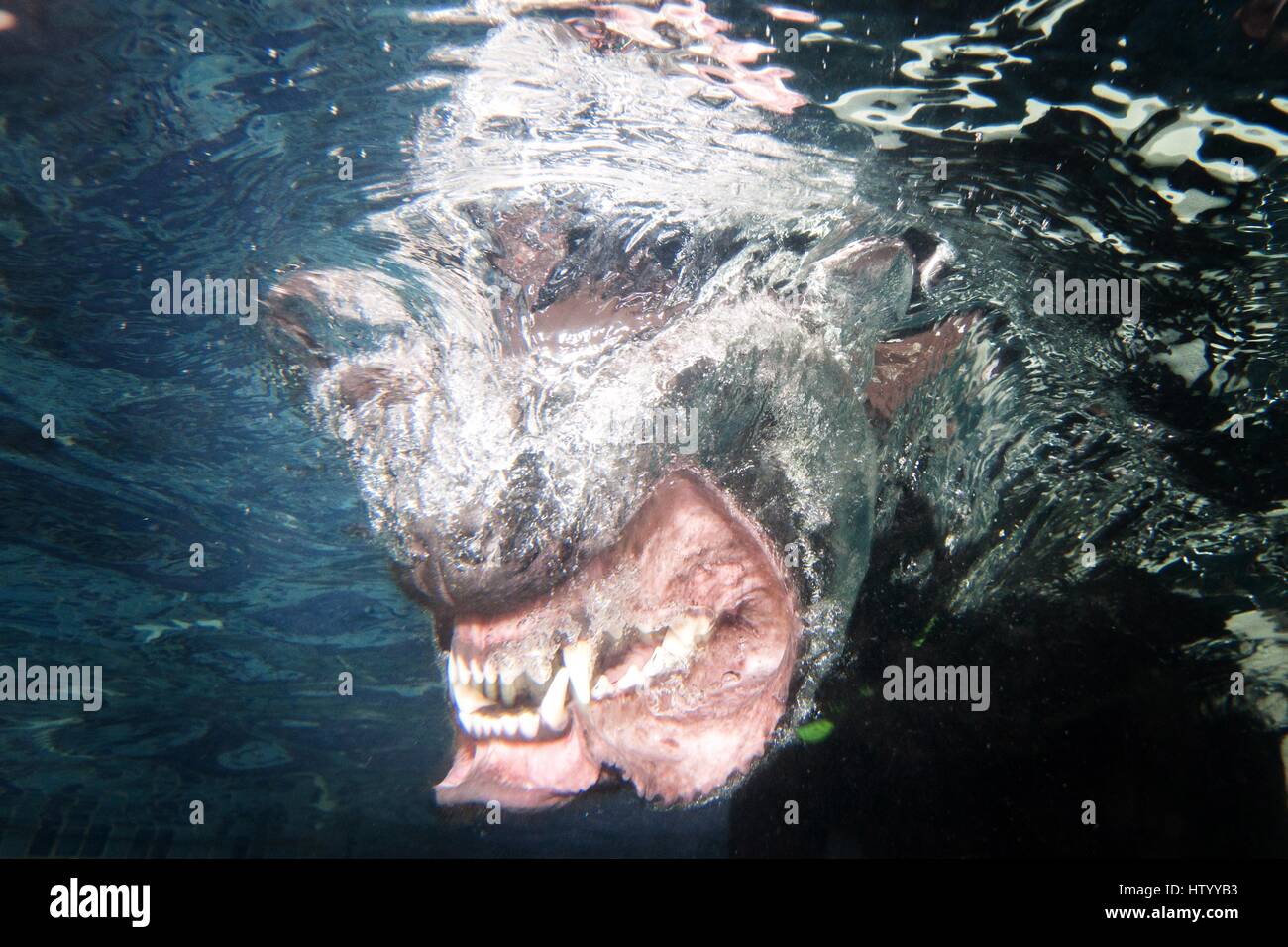 diving Labrador Retriever Stock Photo - Alamy