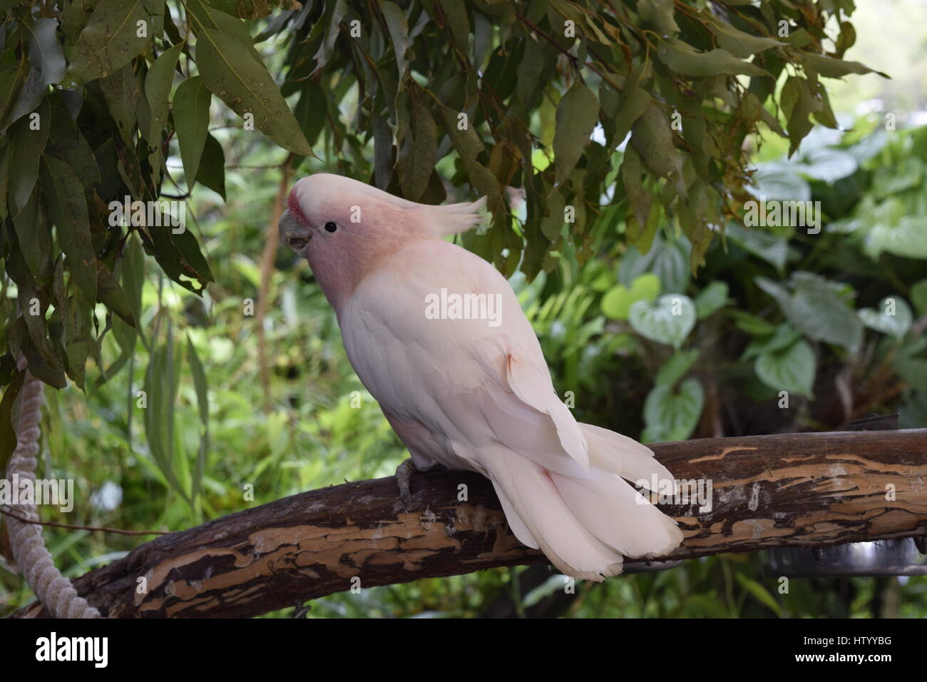 Major mitchell's cockatoo hi-res stock photography and images - Alamy