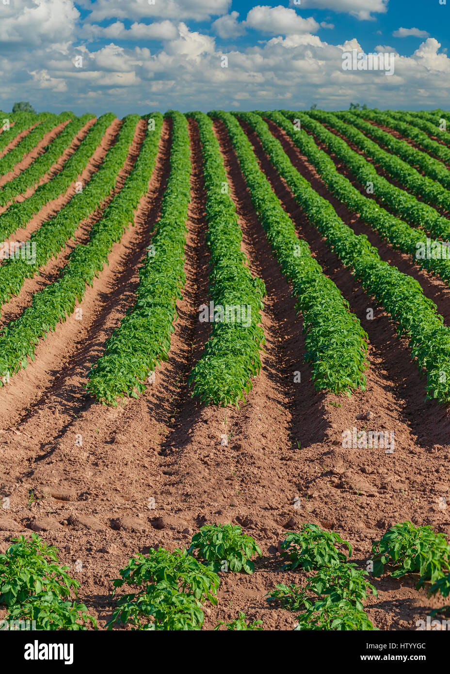 Potato field in rural Prince Edward Island, Canada Stock Photo - Alamy