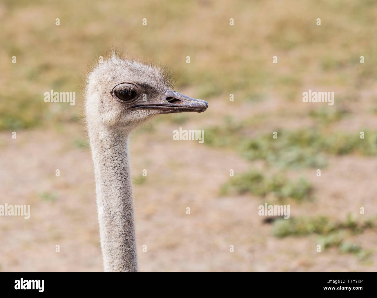 Head of an ostrich close-up outdoors. The ostrich on the farm looks ...