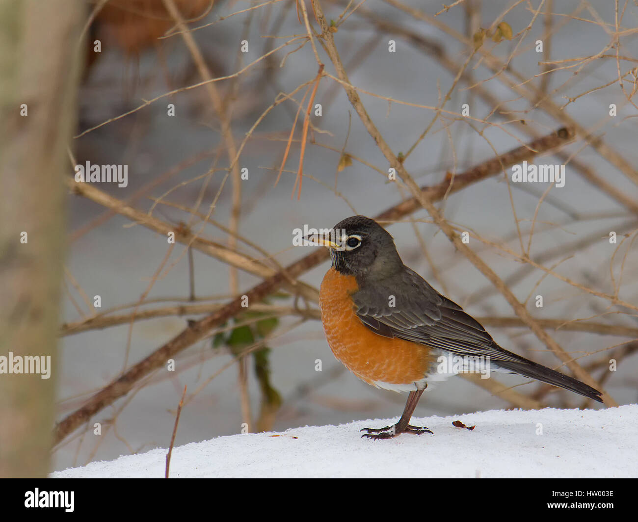 Color robin hi-res stock photography and images - Alamy