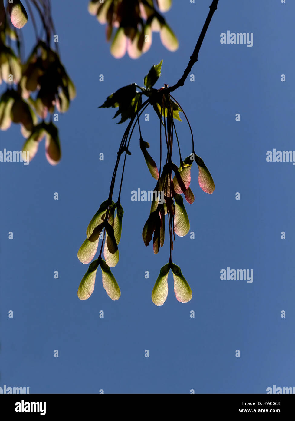 Backlit maple tree seeds, or samara Stock Photo - Alamy