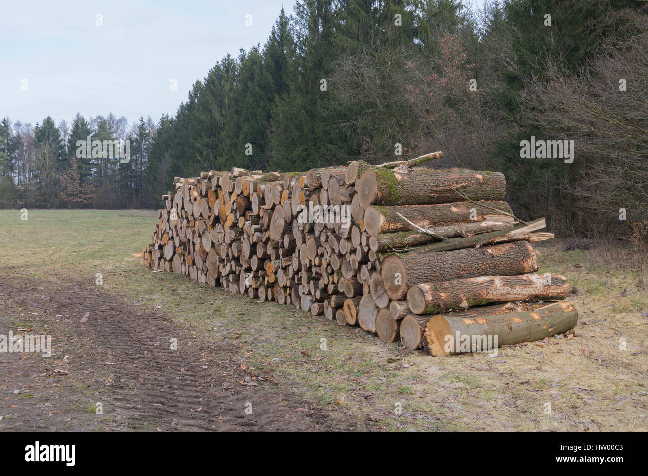 Log wald hi-res stock photography and images - Alamy