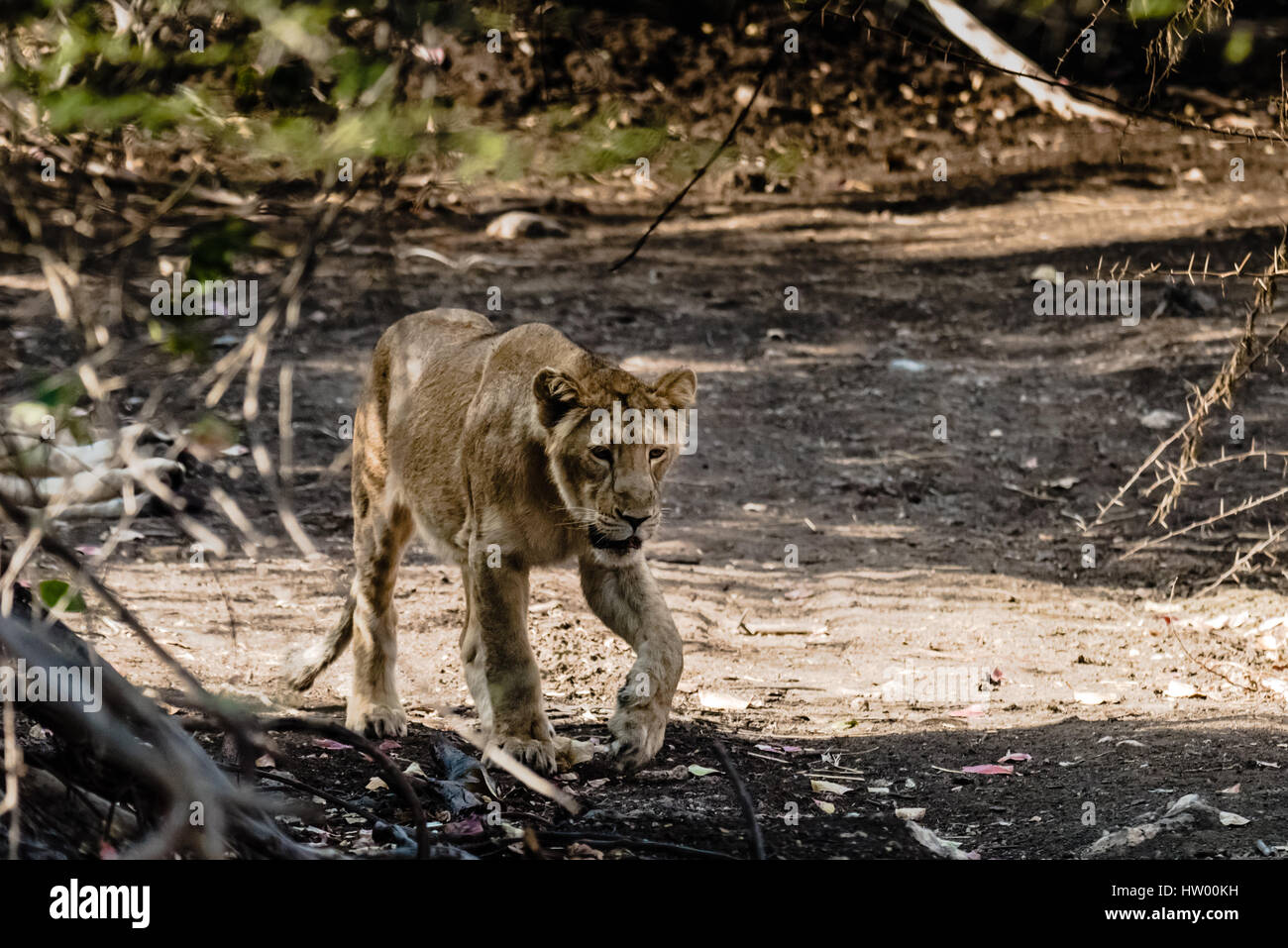 Sub adult lion hi-res stock photography and images - Alamy