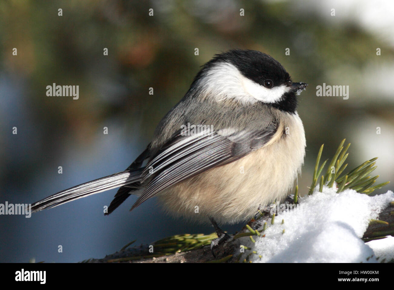 Black capped chickadee snow hi-res stock photography and images - Alamy