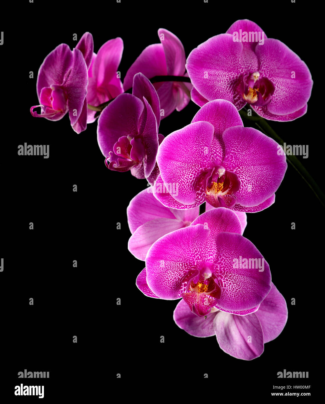 Violet orchid on a black background Stock Photo - Alamy