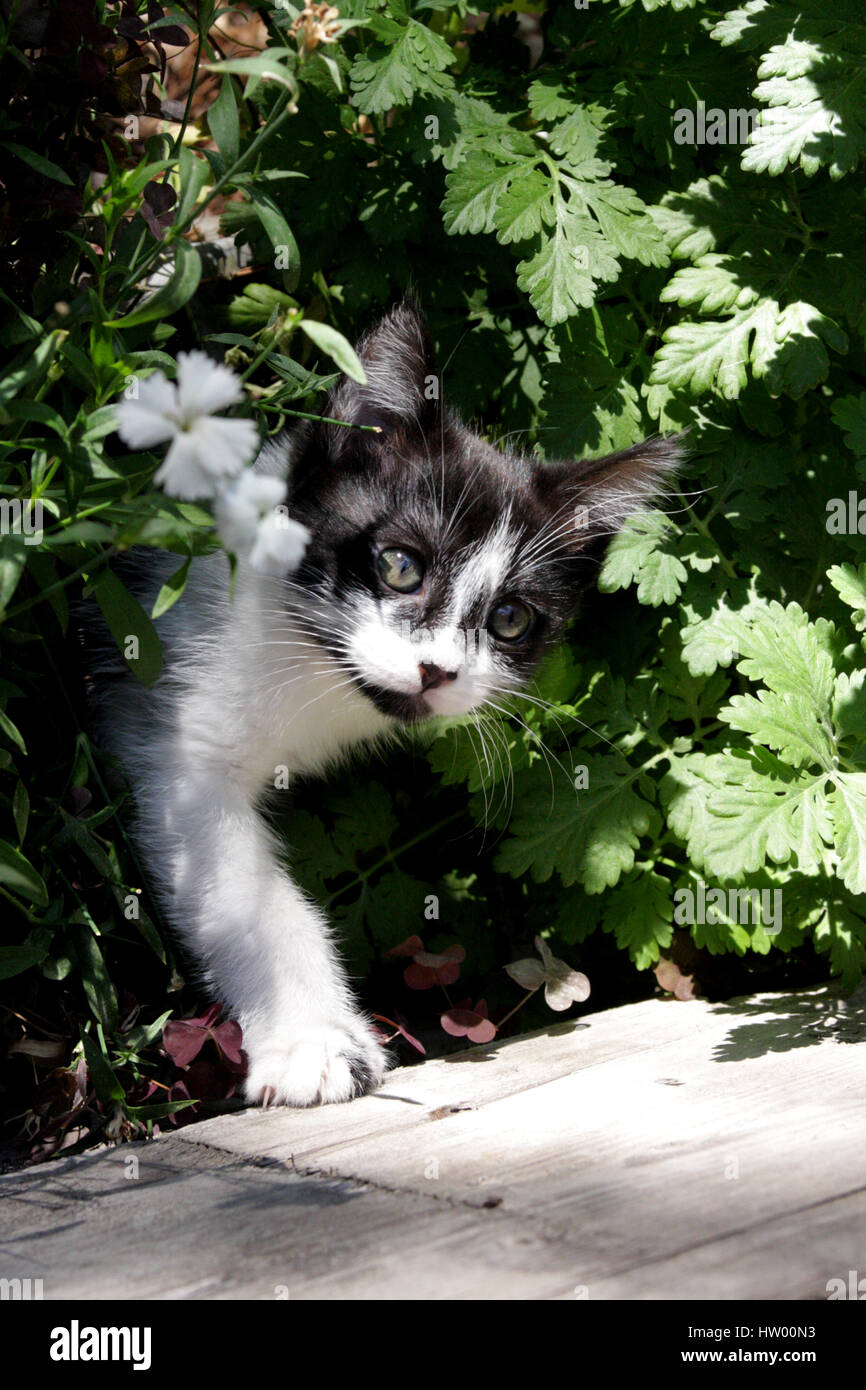 A curious kitten crawls through bushes Stock Photo - Alamy