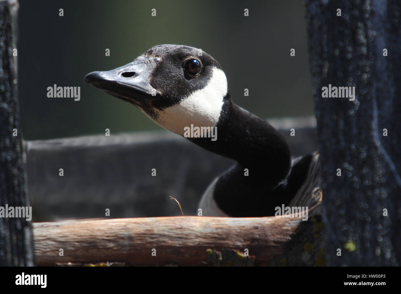 Canada Goose in Nesting Box Stock Photo - Alamy