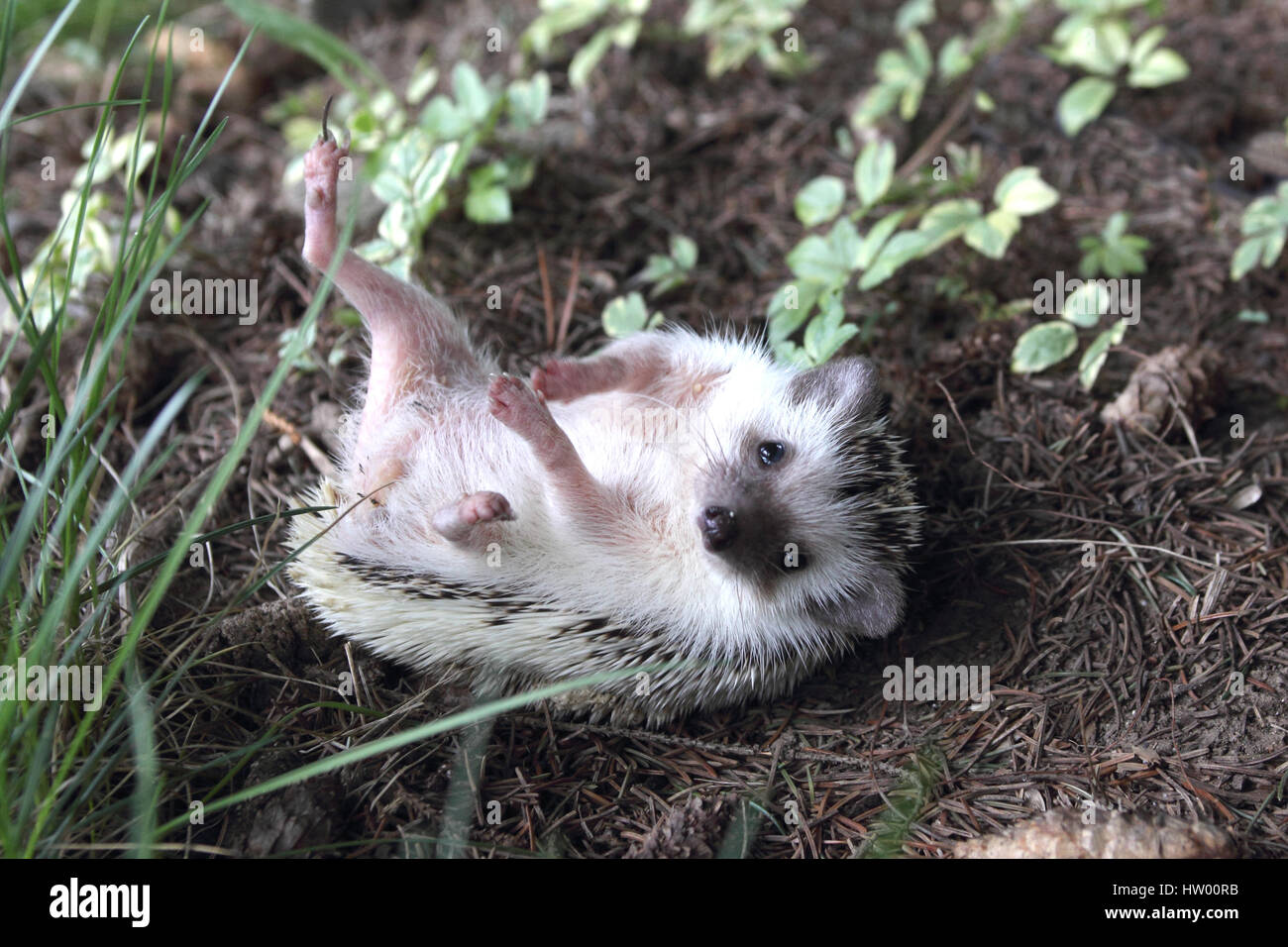 Hedgehog lying on his back Stock Photo - Alamy