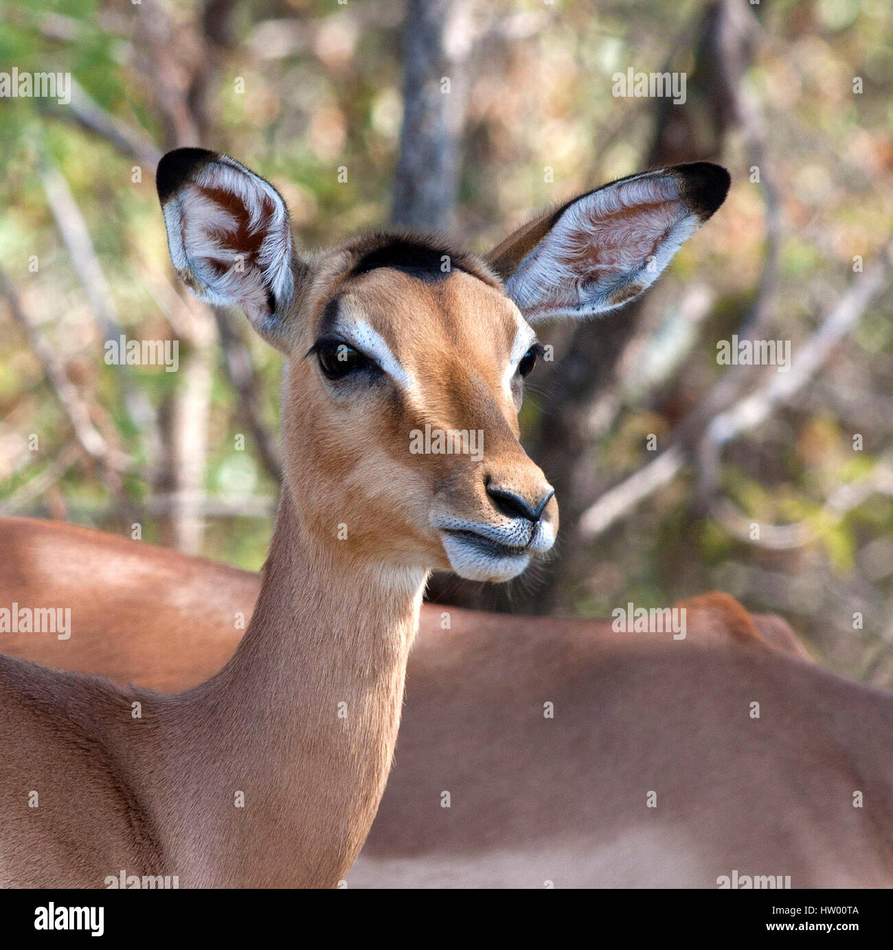 Portrait of a female Impala in Africa Stock Photo - Alamy
