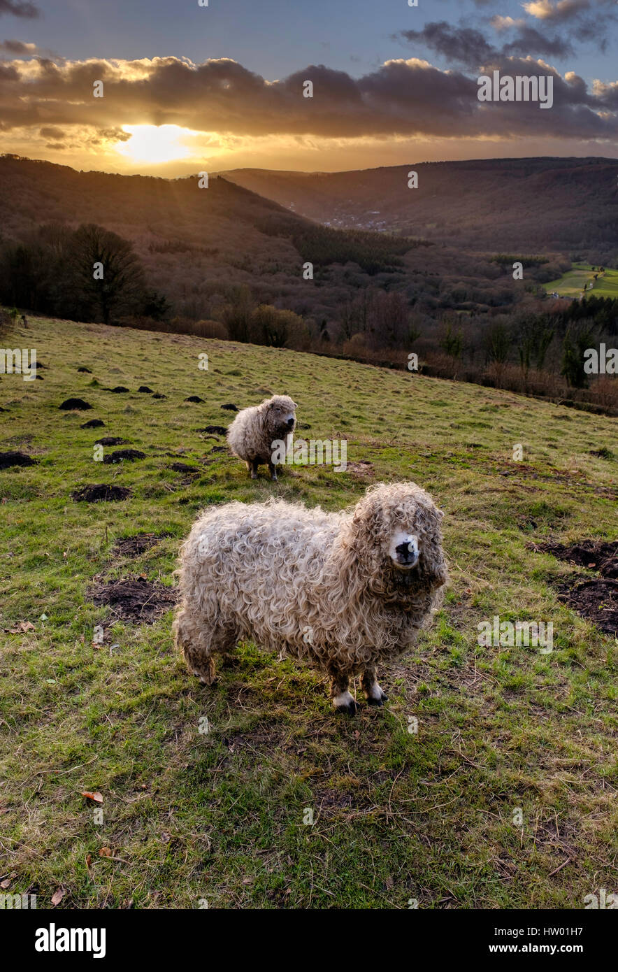 Devon longwool sheep hi-res stock photography and images - Alamy