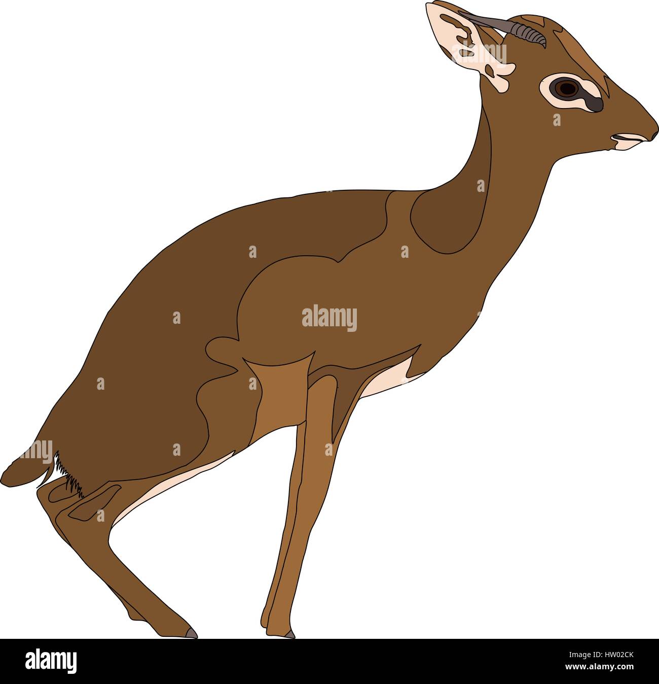 Animals dik dik Stock Vector Images - Alamy
