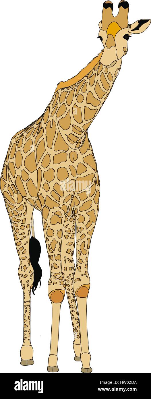 Giraffe of namibia Stock Vector Images - Alamy