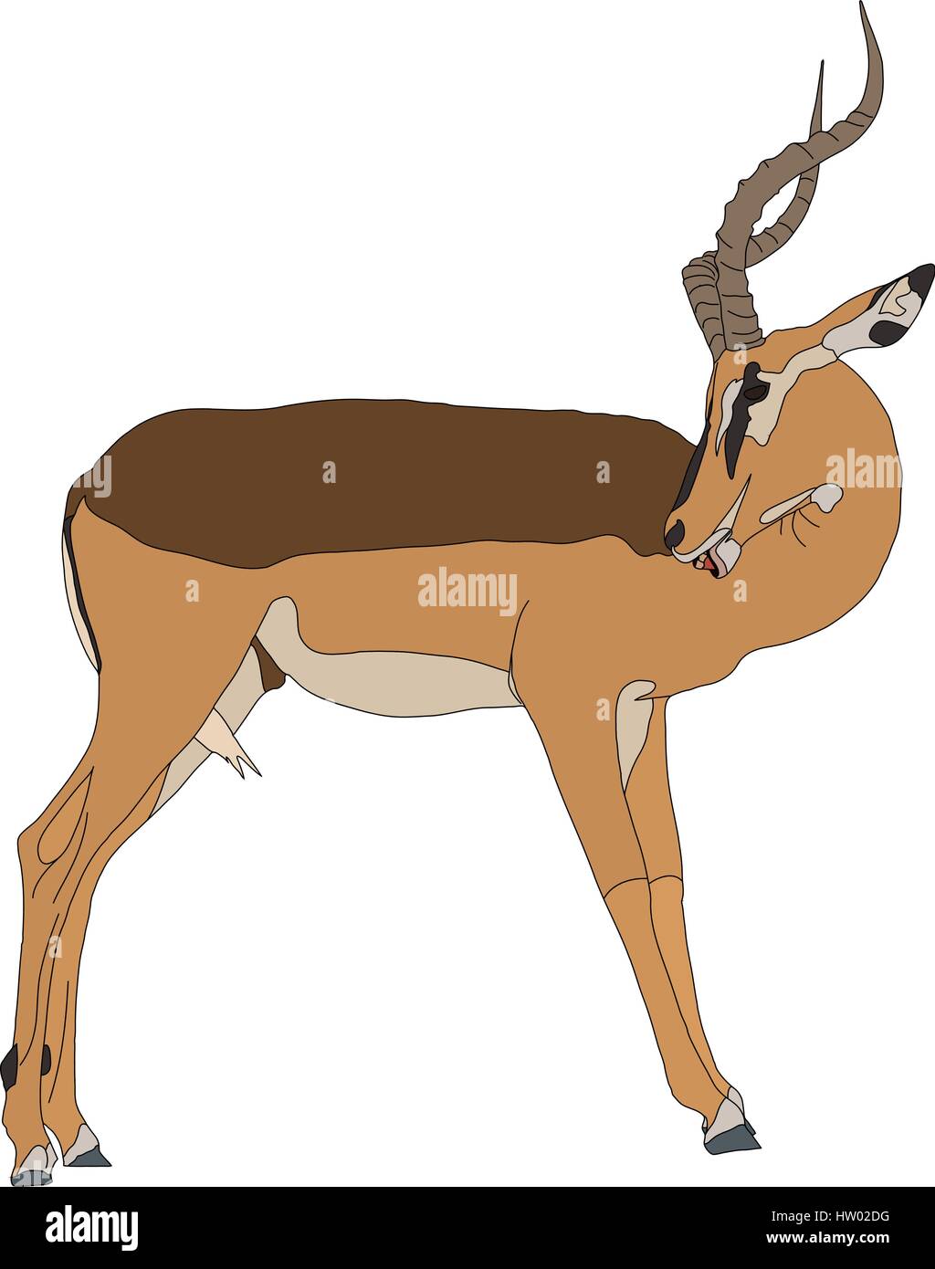 Impala side view Stock Vector Images - Alamy