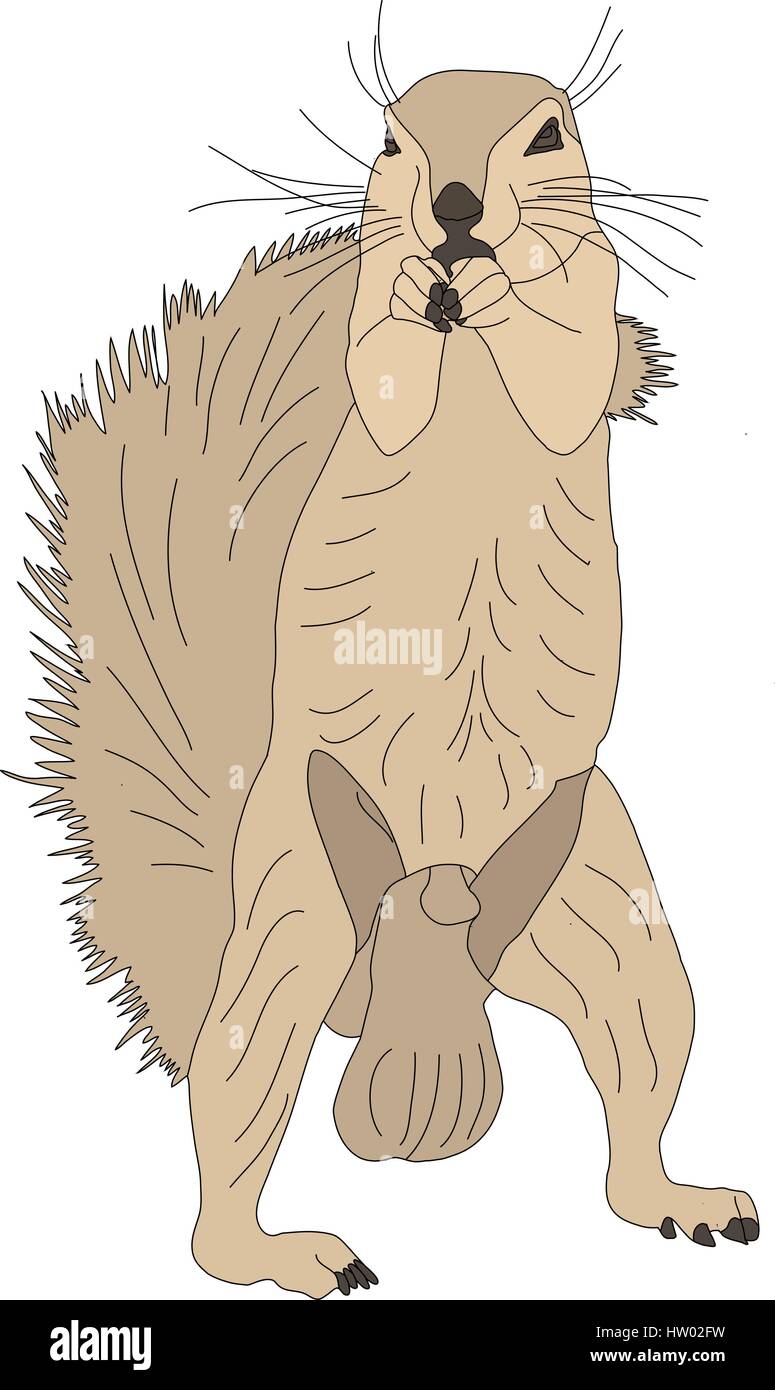 Hand squirrel Stock Vector Images - Alamy