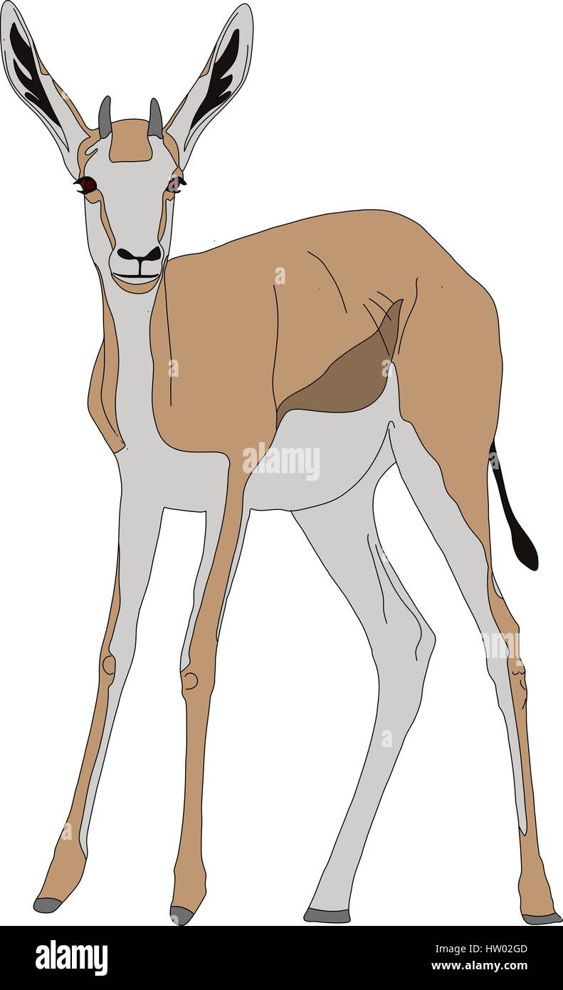 Springbok with horns Stock Vector Images - Alamy