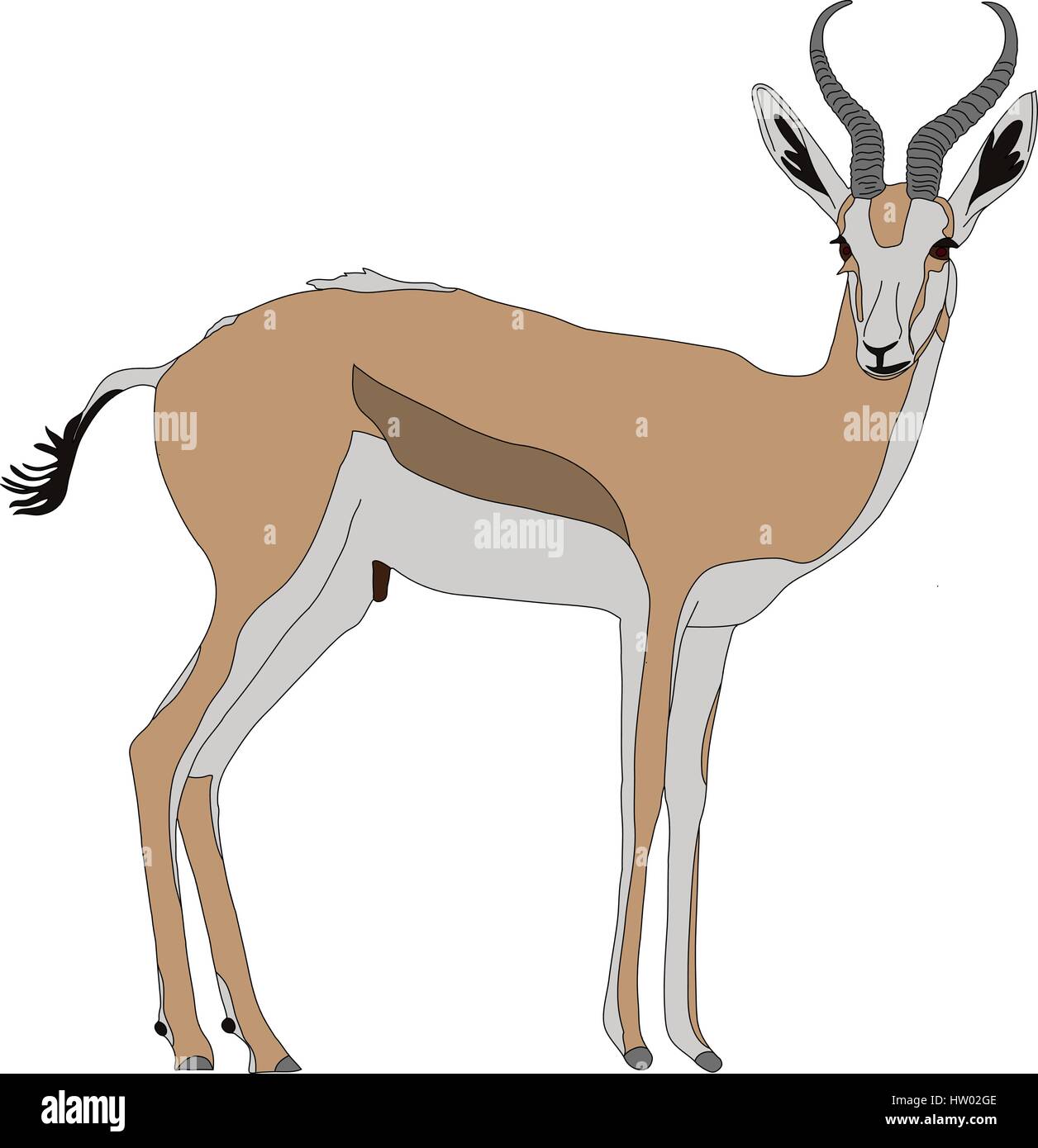 Springbok Cut Out Stock Images & Pictures - Alamy