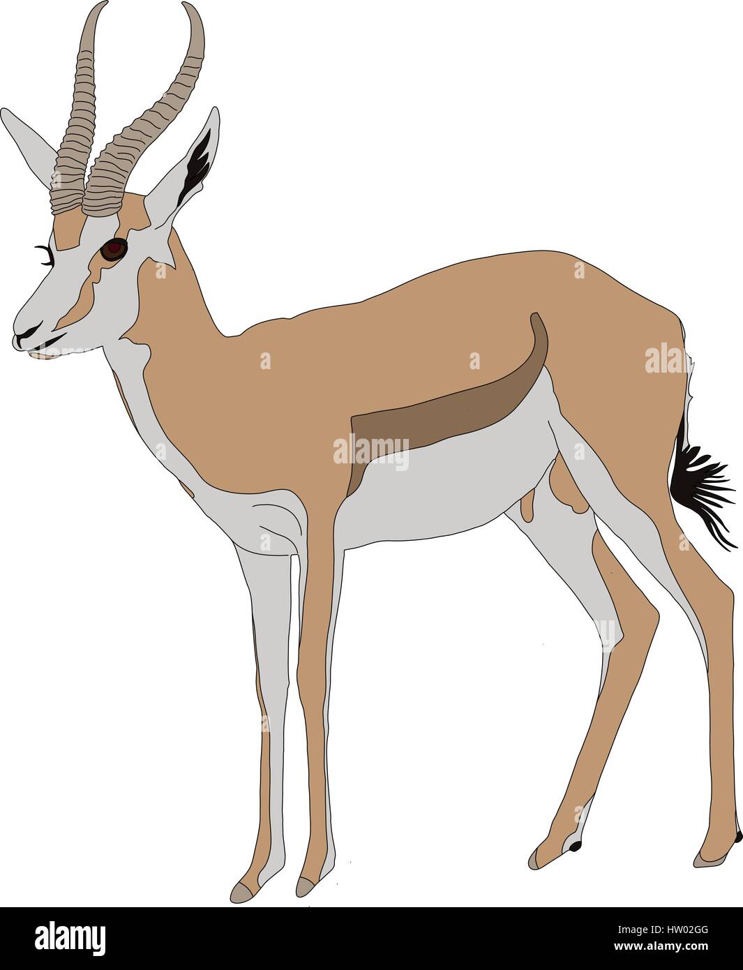 Portrait of a standing springbok Stock Vector Image & Art - Alamy