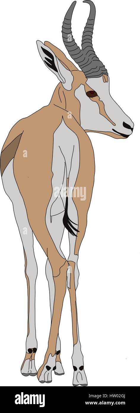 Springbok with horns Stock Vector Images - Alamy