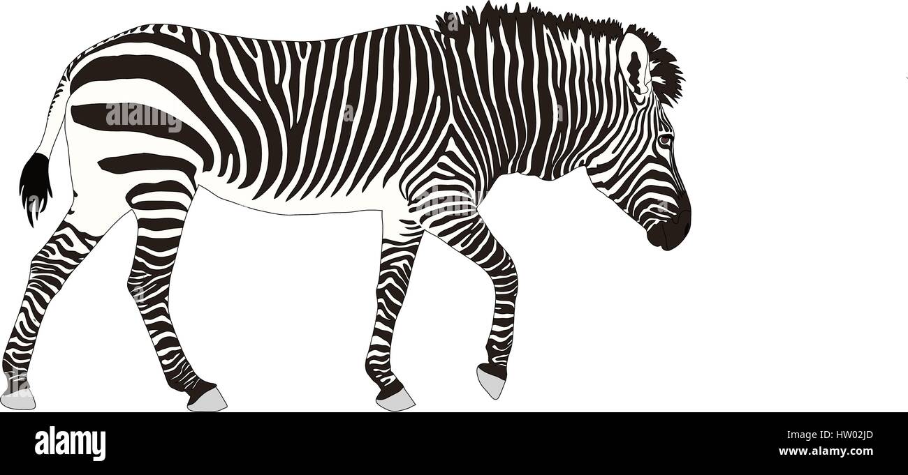 Zebra Stock Vector Images - Alamy