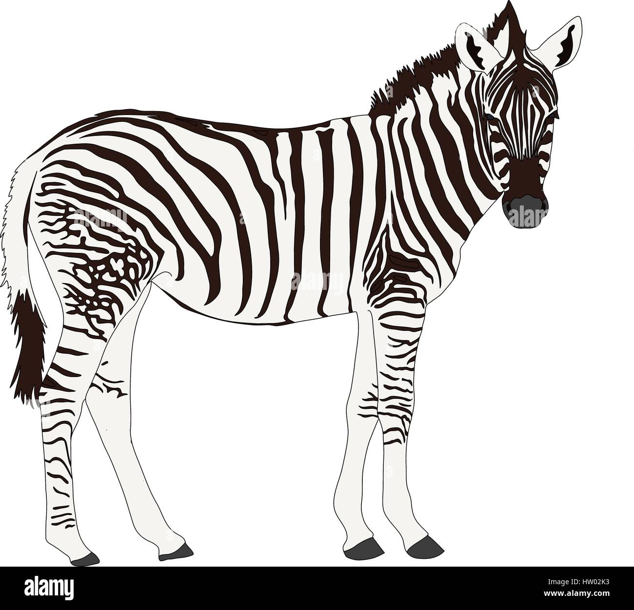 Zebra digital illustration Stock Vector Images - Alamy