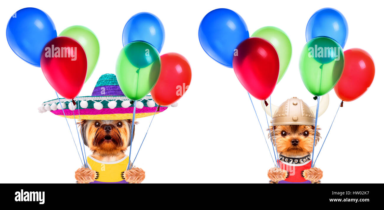 Funny dogs holding balloons. Party concept Stock Photo - Alamy