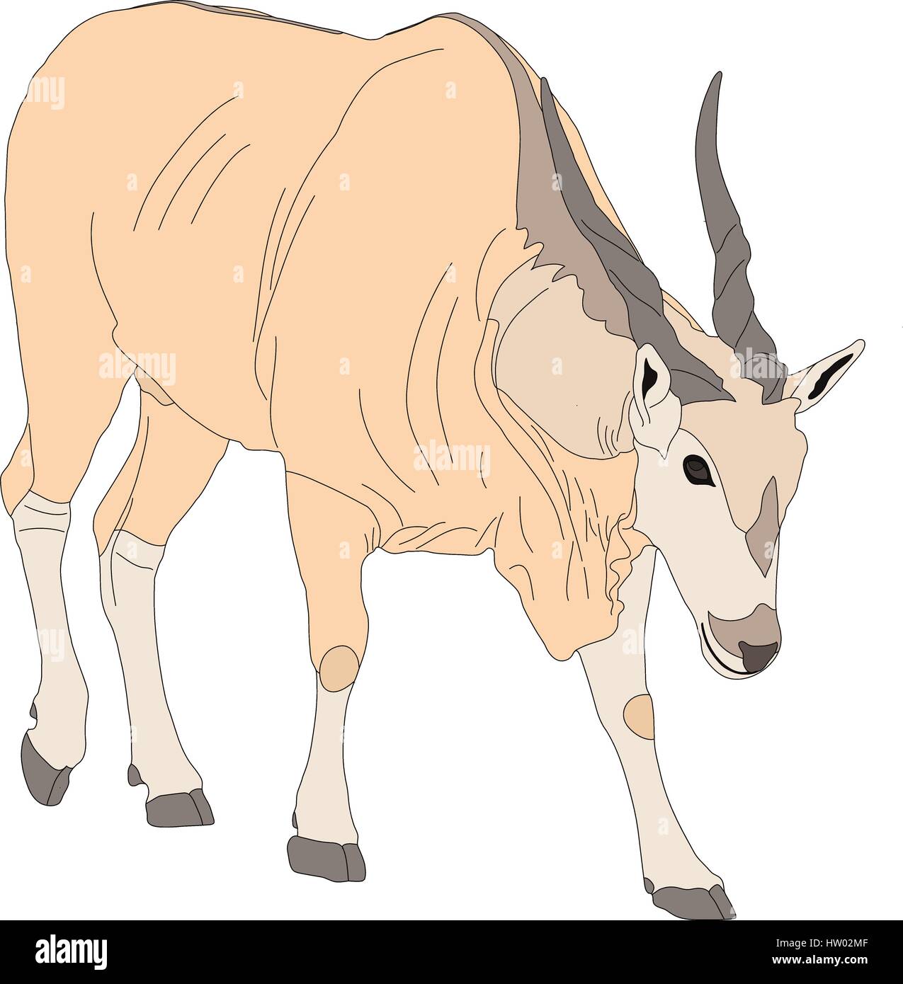 Portrait eland Stock Vector Images - Alamy