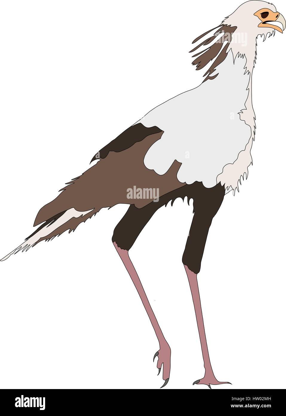 Illustration secretary bird Stock Vector Images - Alamy