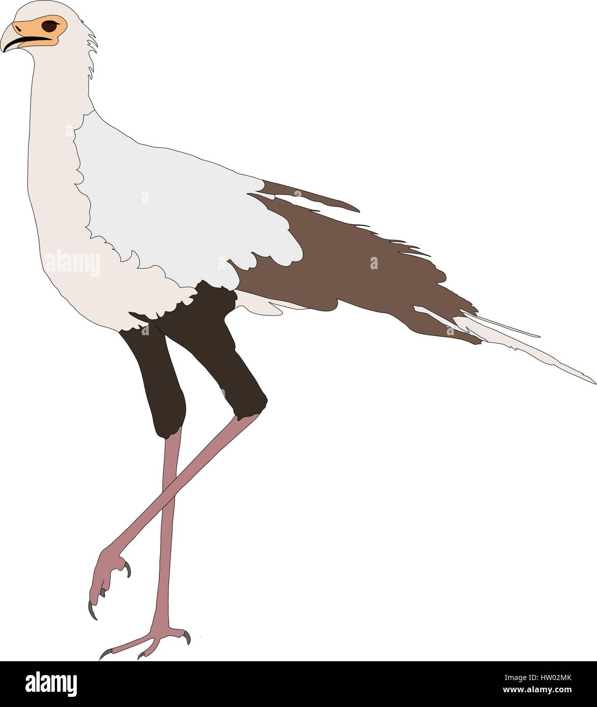 Portrait of a standing secretary bird Stock Vector Image & Art - Alamy