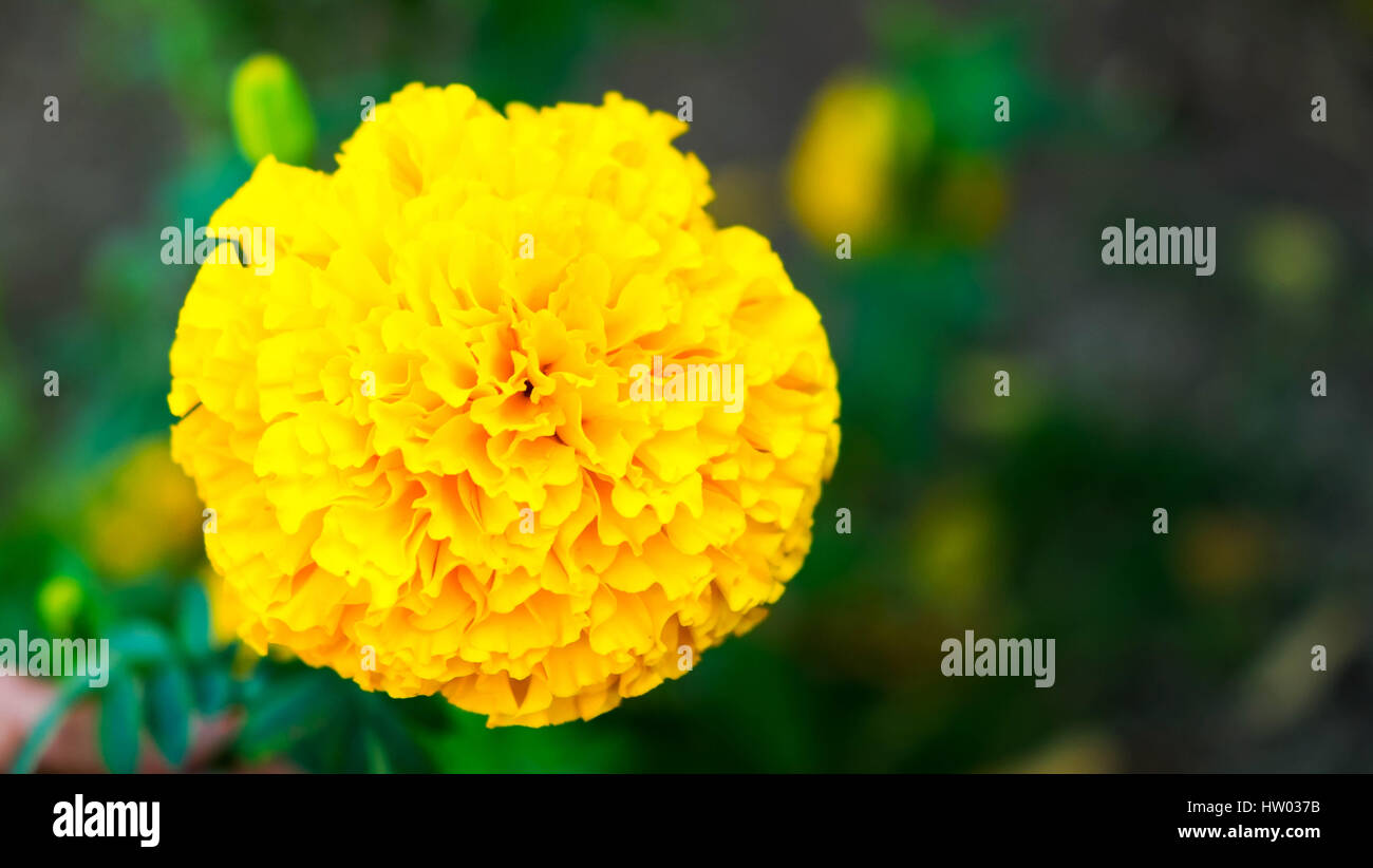 Beautiful Big Marigold Flower High Resolution Stock Photography and ...