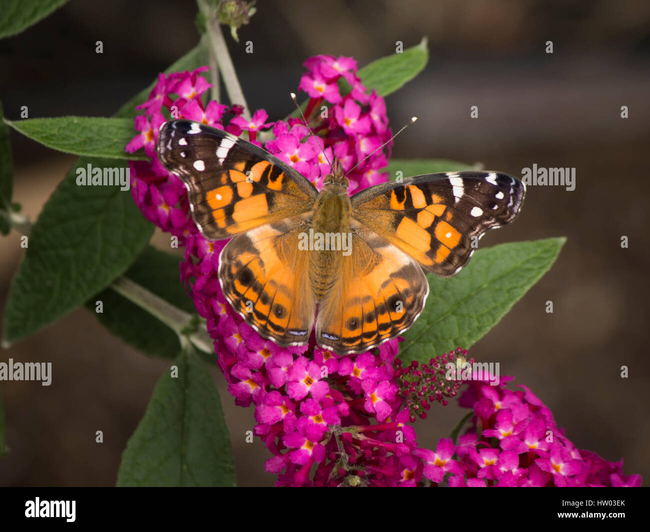 Butterfly sunning on butterfly bush Stock Photo - Alamy