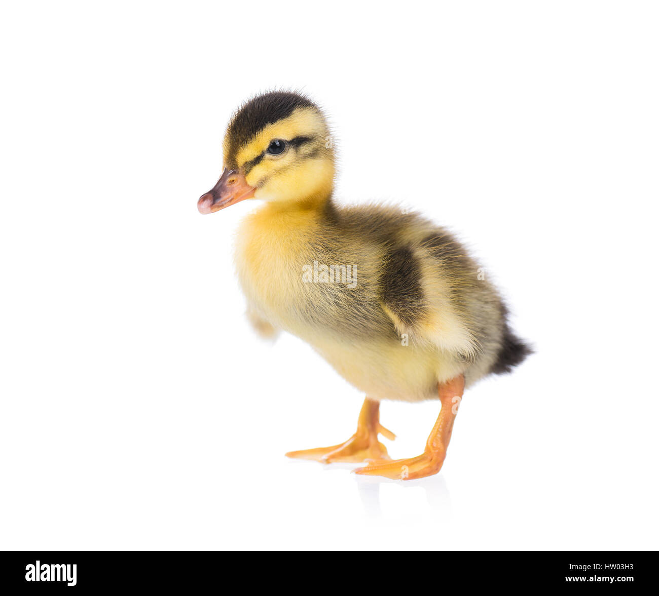Cute little duckling Stock Photo - Alamy