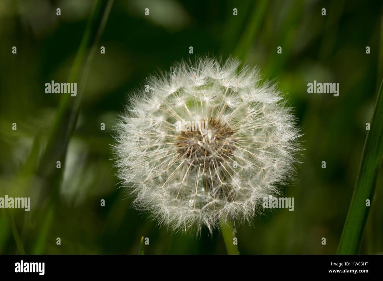 Dandelion image hi-res stock photography and images - Alamy