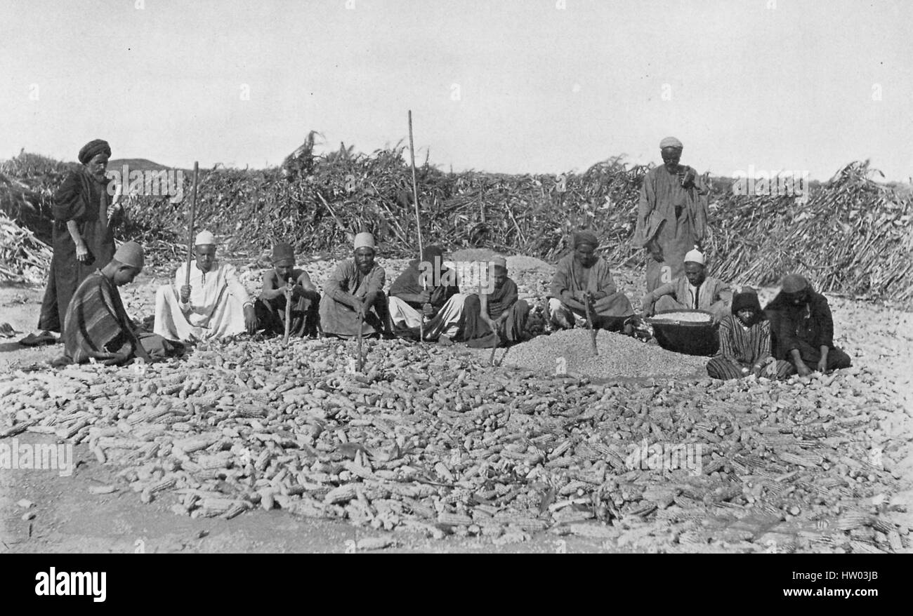 Corn egypt hi-res stock photography and images - Alamy