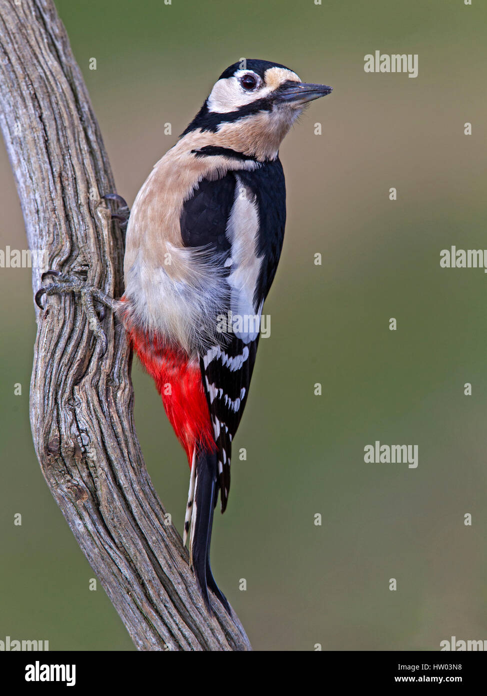Female great spotted woodpecker hi-res stock photography and images - Alamy