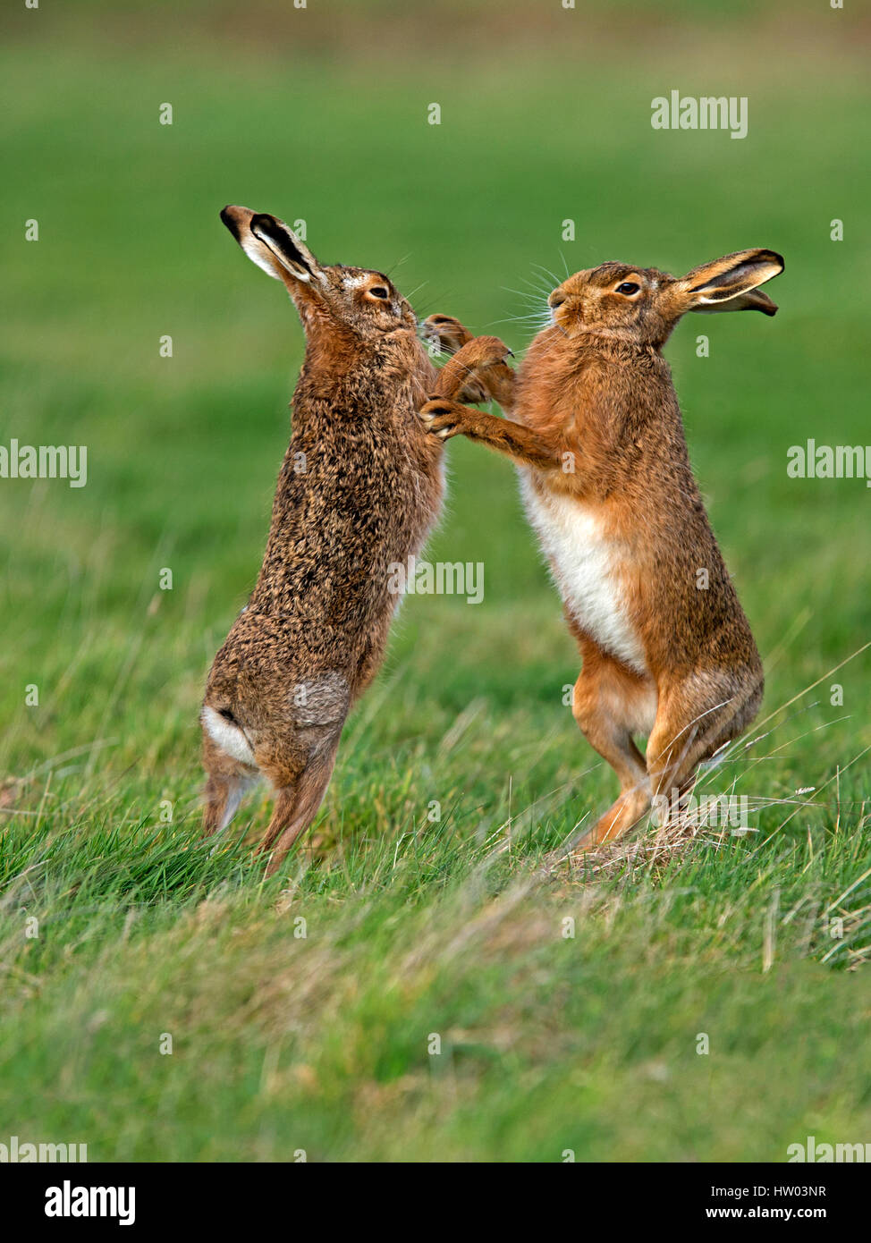 European brown hare boxing Stock Photo - Alamy